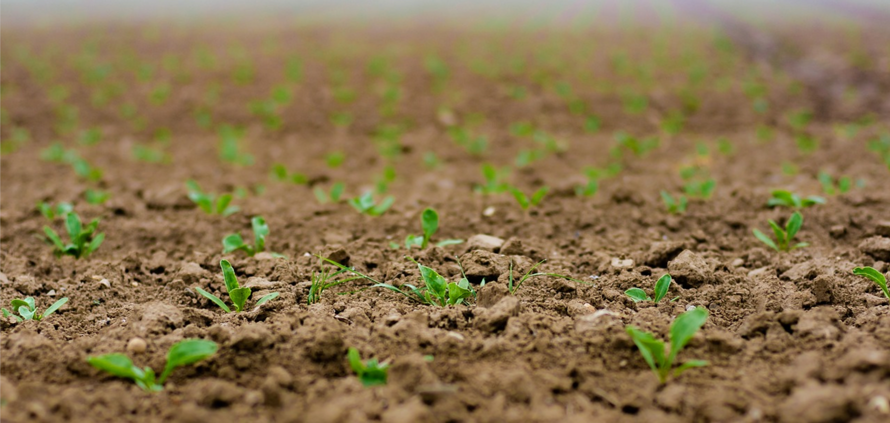 BioStakes - Biodegradable Erosion Control, Sod & Landscape Hold Stake ...
